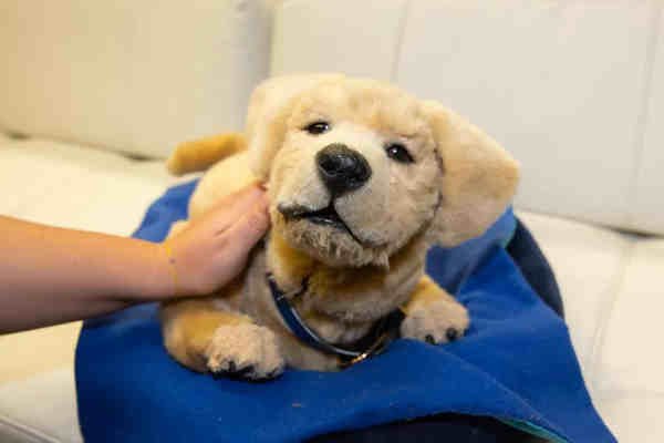 Tombot, el robot con pinta de cachorro de labrador - PcDeMaNo